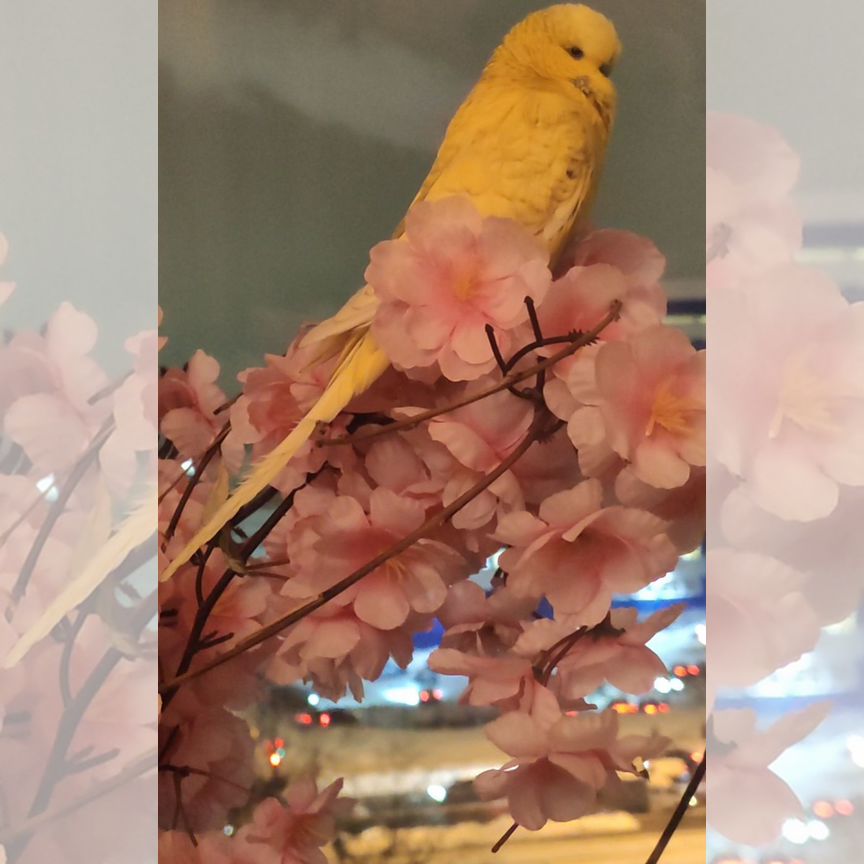 Попугай ввп Чех