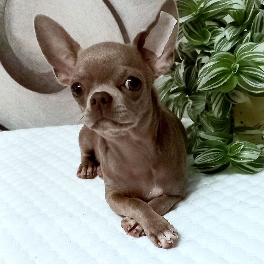 Лиловый Мальчик Чихуахуа гладкошерстный