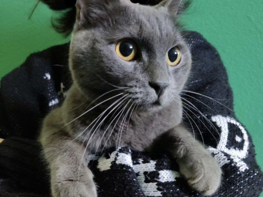 Котейка в подъезде