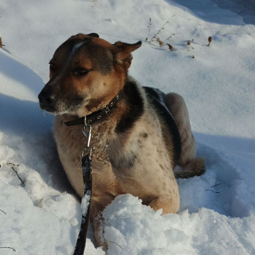 Собачка на охрану