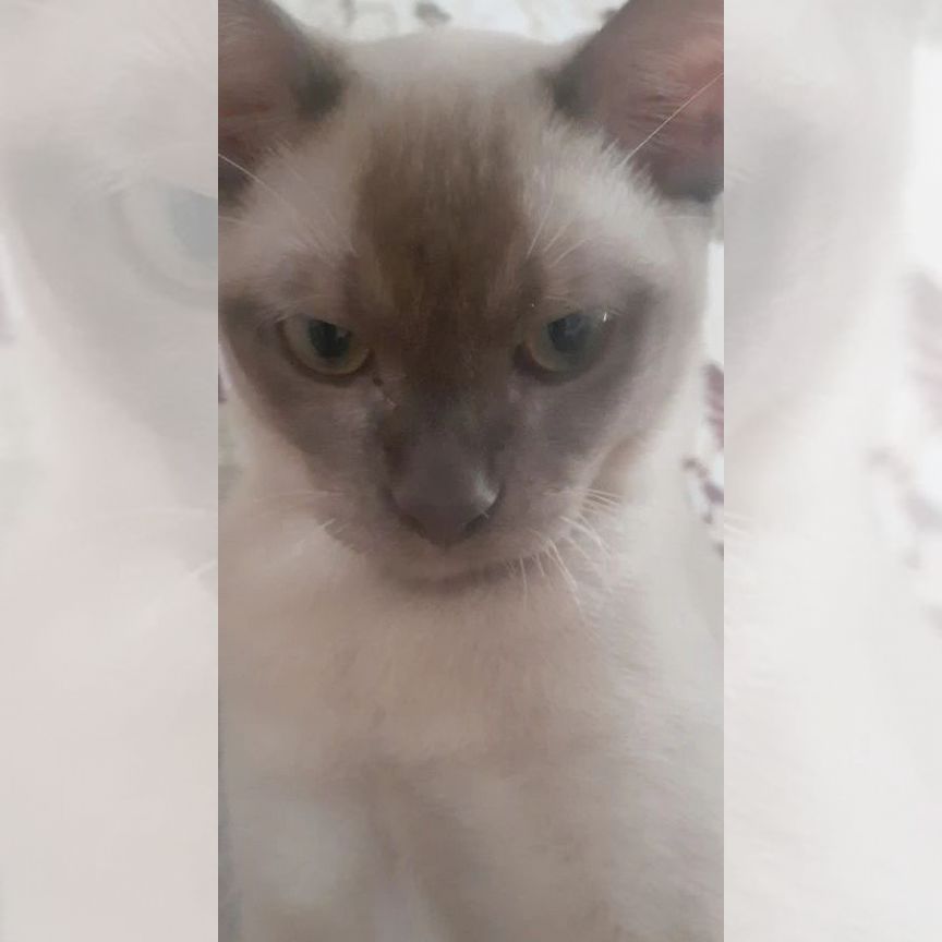 Европейский бурманский котёнок