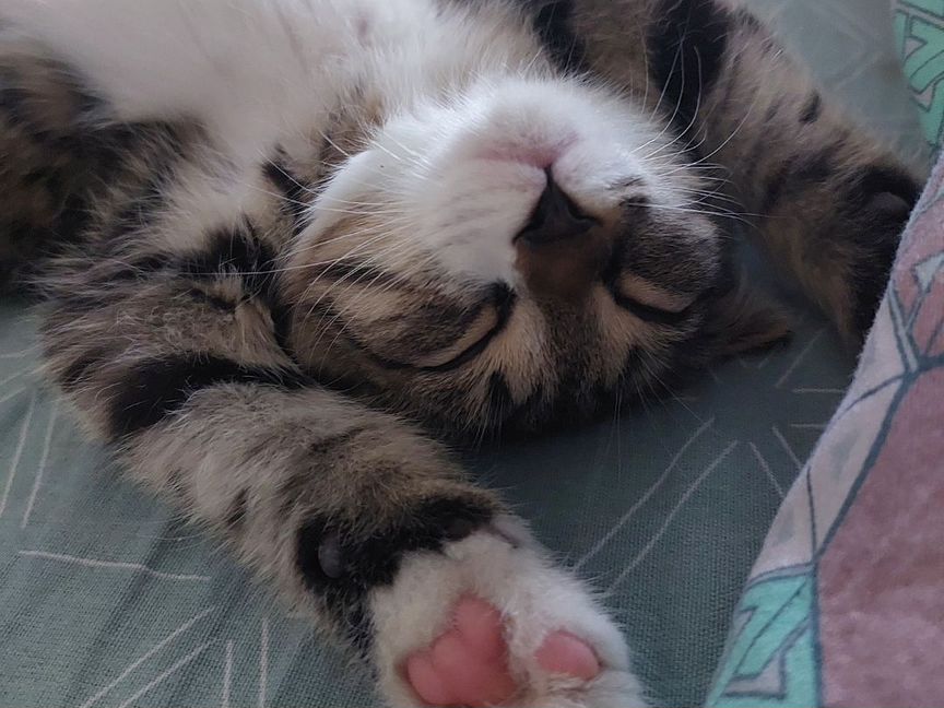 Котёнок в добрые руки