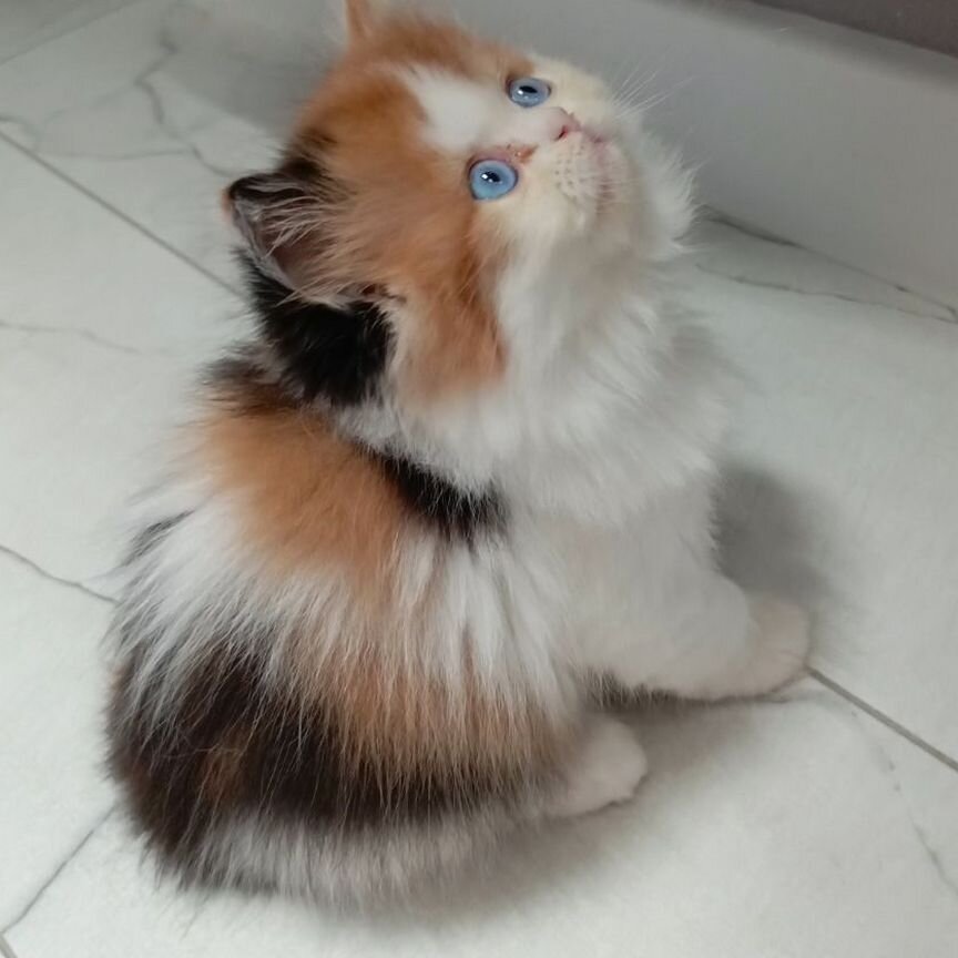 Шотландский прямоухий длинношёрстный котёнок