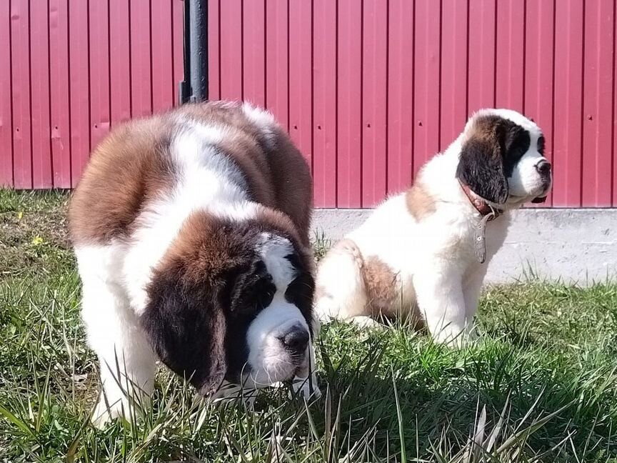 Две очаровательные куклы сенбернарчика