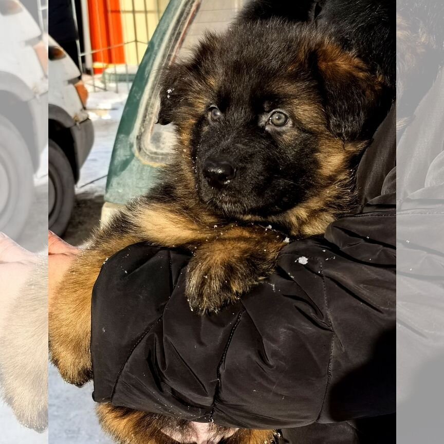 Немецкая овчарка, щенок