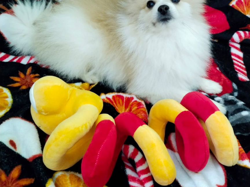 Шпицульки подростки