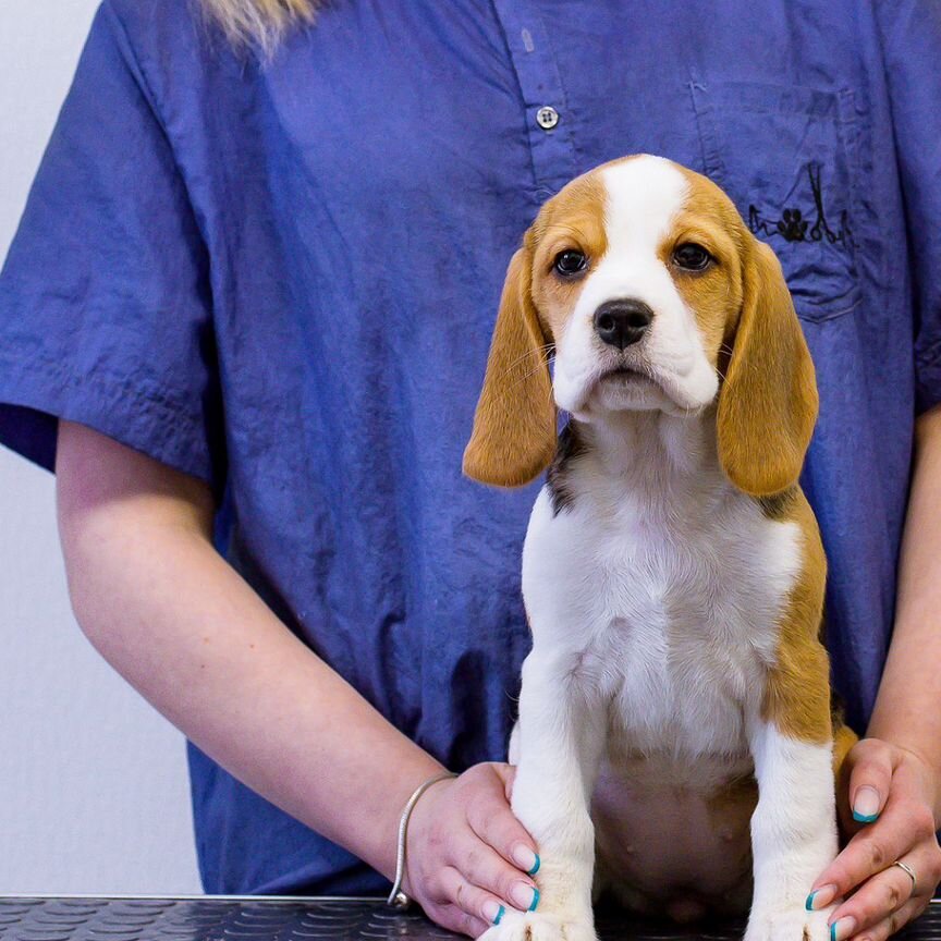 Бигль, щенок