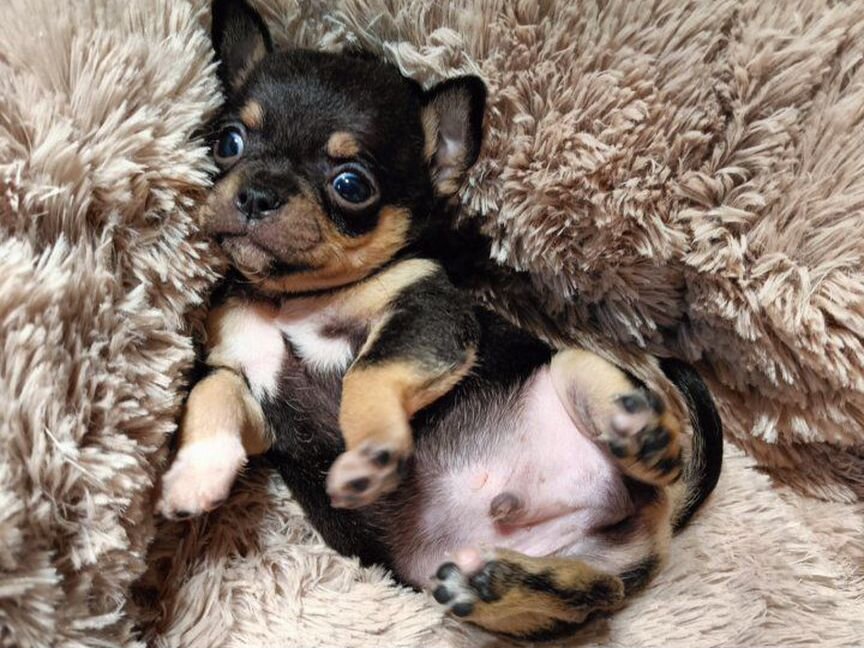 Щенки чихуахуа