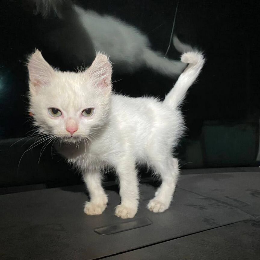 Котенок девочка