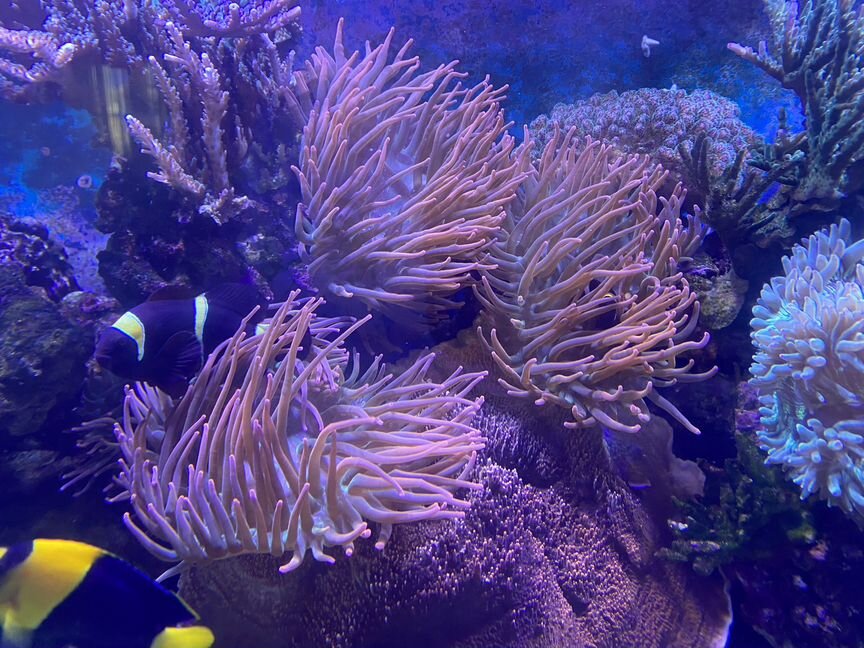 Актиния квадриколор для морского аквариума