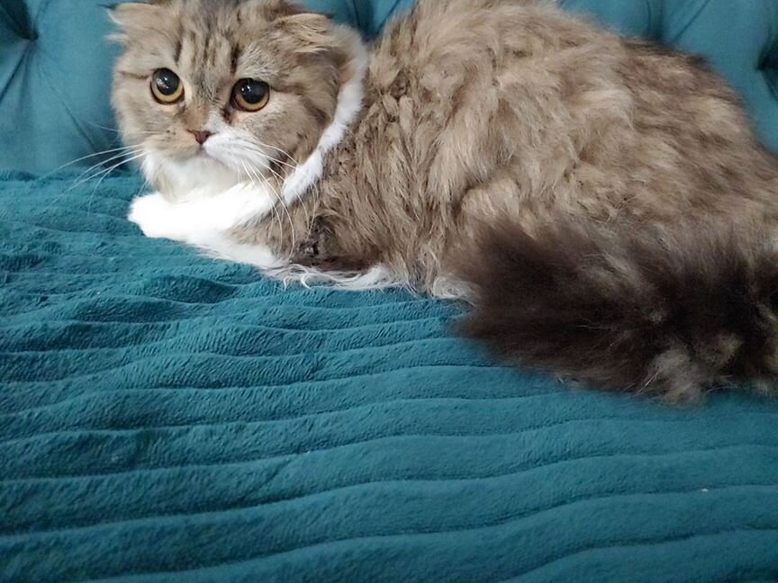 Шотландская вислоухая кошка
