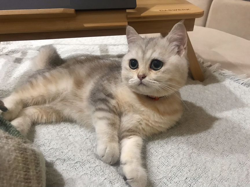 Шотландский котенок скоттиш страйт