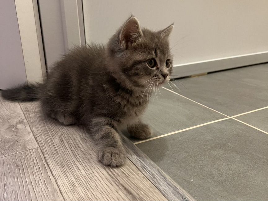 Котёнок девочка серая
