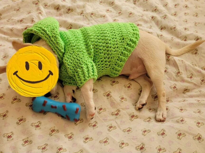 Кофта для животных