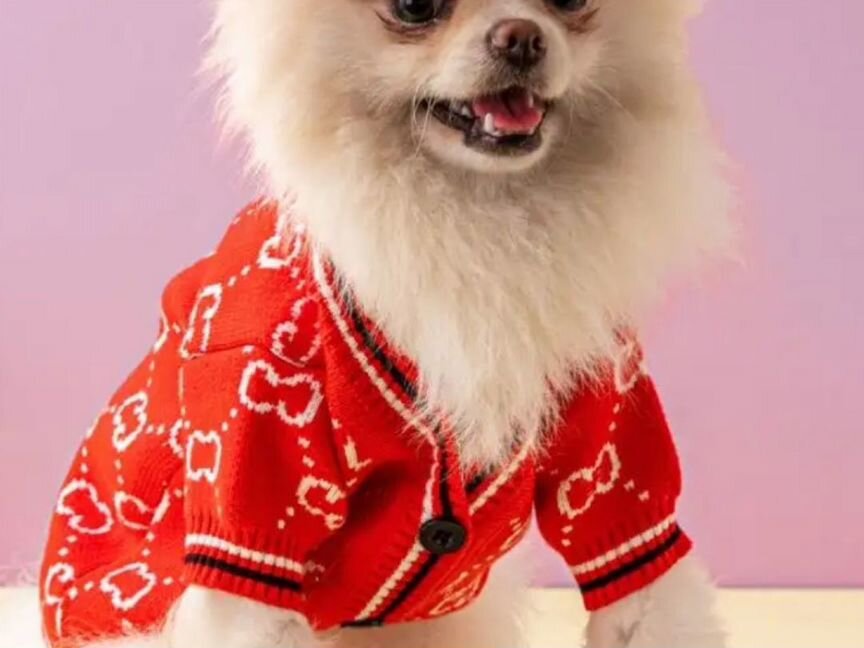 Брендовая одежда для собак gucci