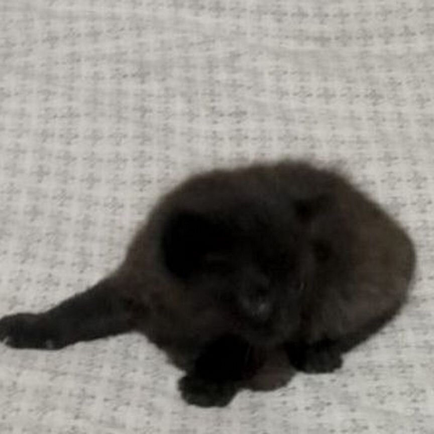 Котята бобтейл 6.10.24г