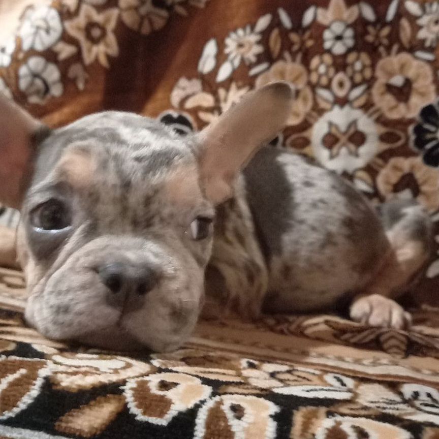 Французский бульдог, щенок