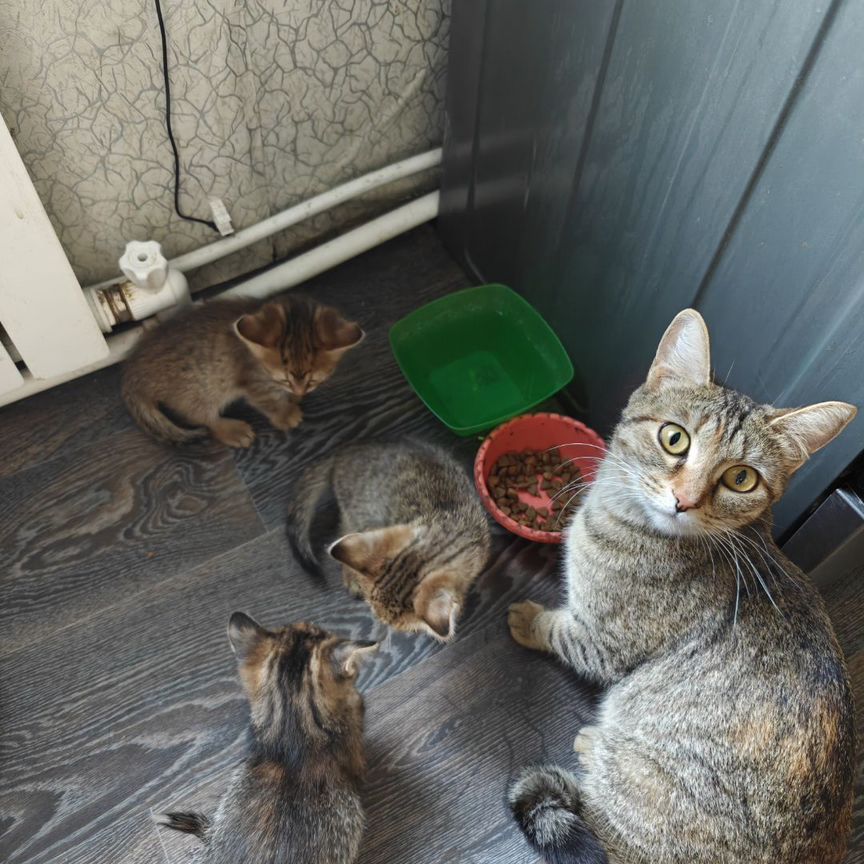 Котята в добрые руки