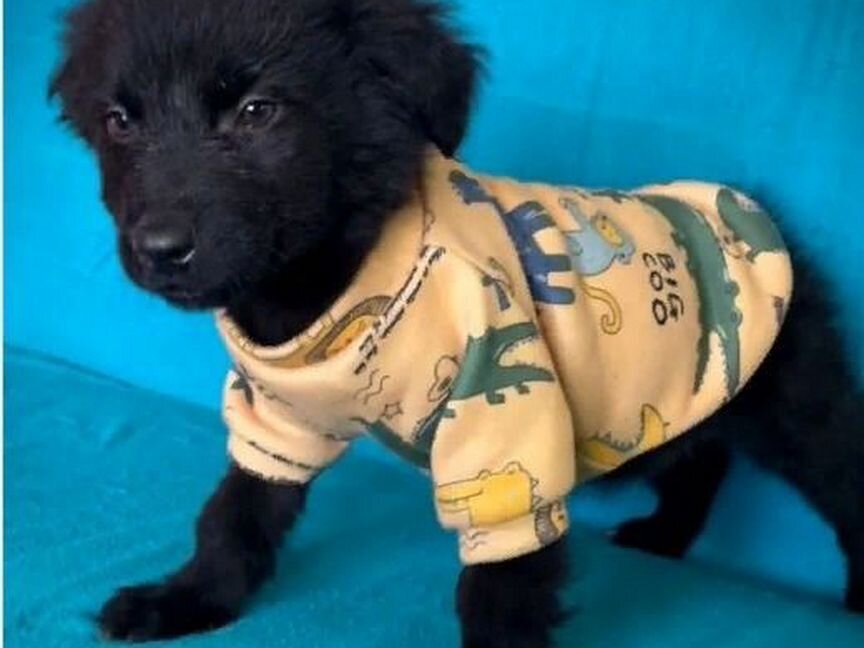 Щенок в добрые руки бесплатно