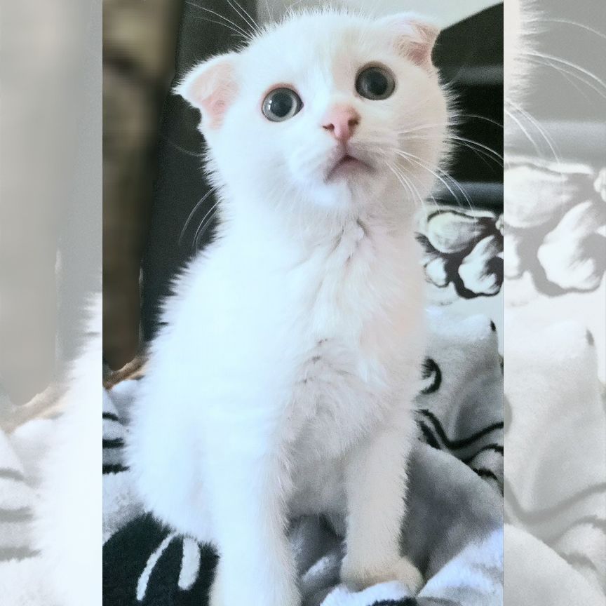 Вислоухий белый котёнок