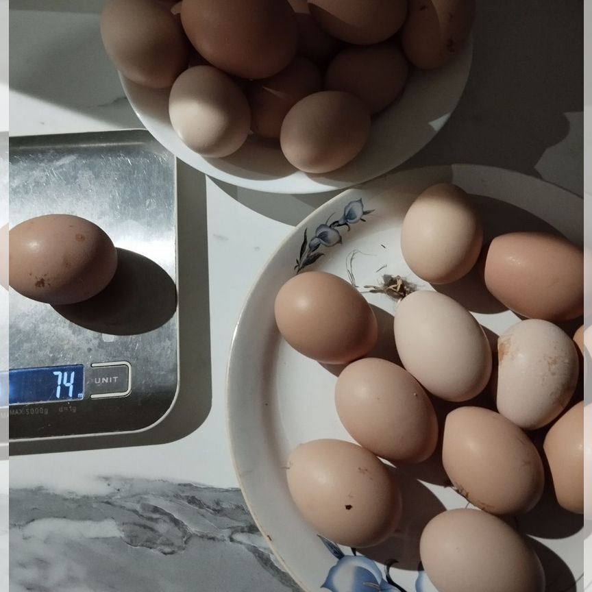 Яйцо домашнее инкубационное