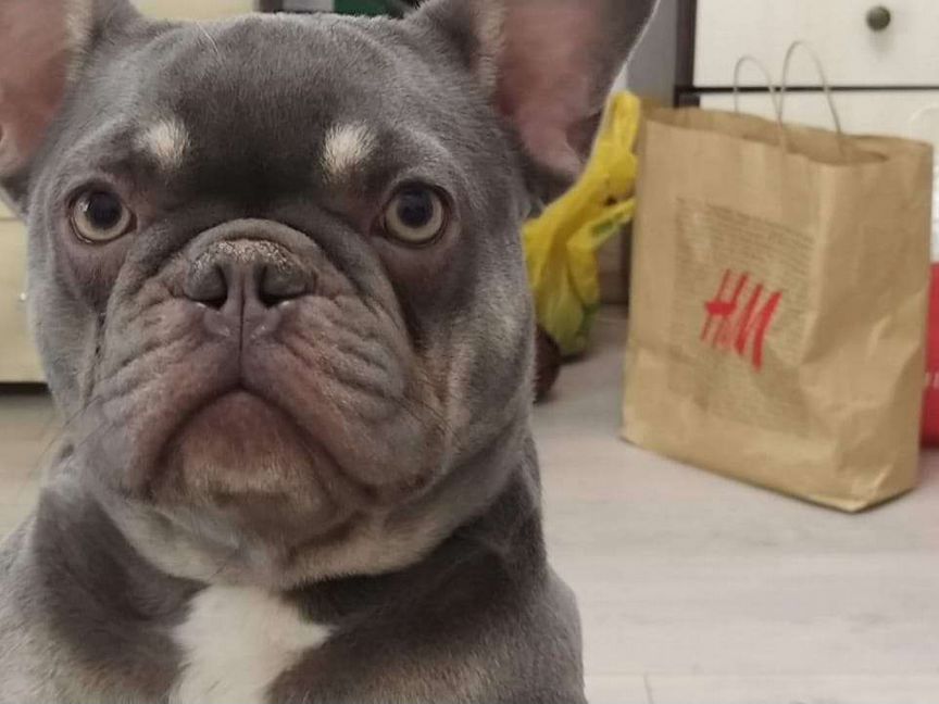 Французский бульдог лилово подпалый