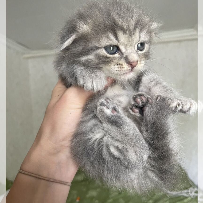 Вислоухие котята
