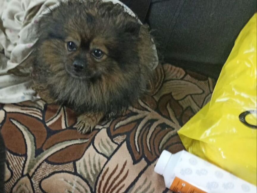 Найден шпиц