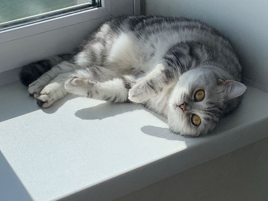 Британская кошка