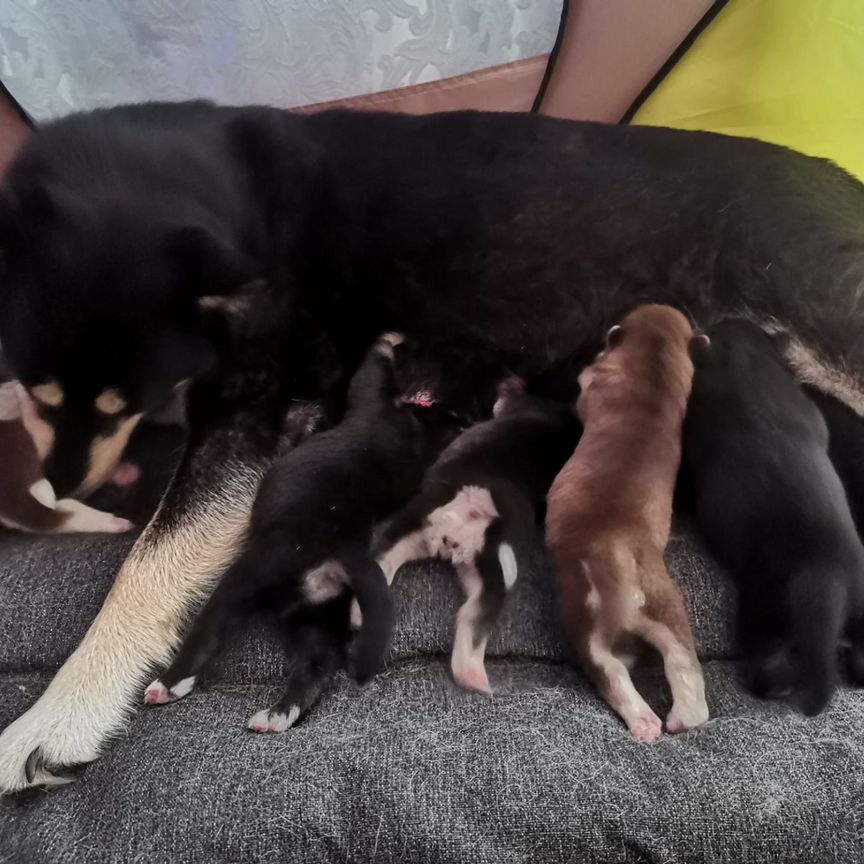 Щенки хаски