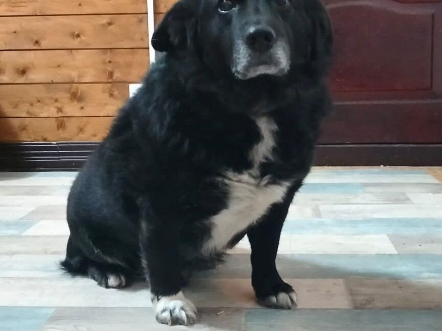 Собака коротколапик в добрые руки