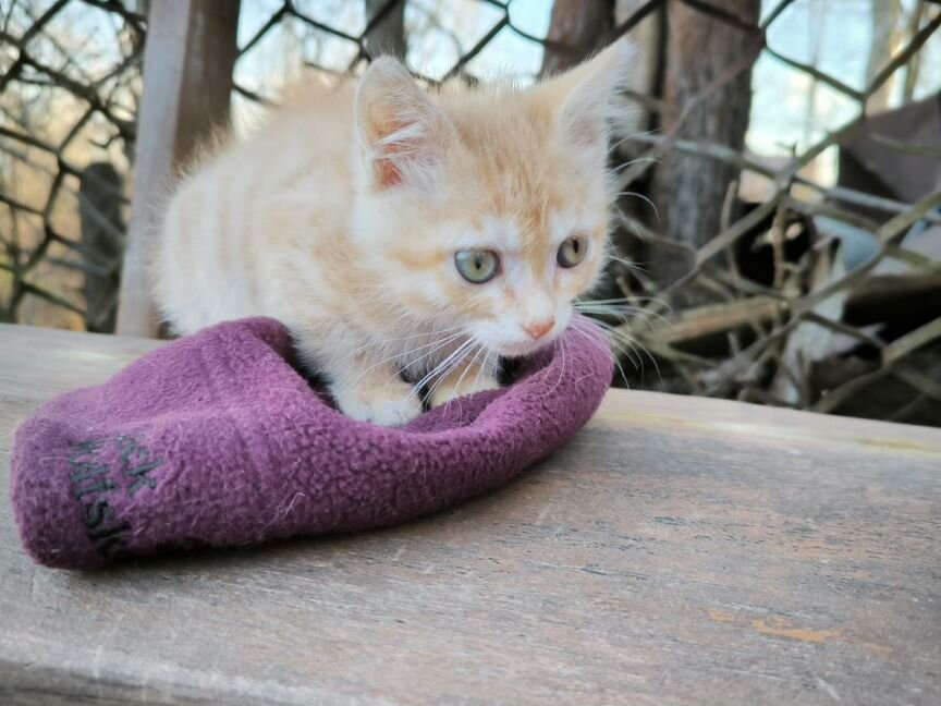 Рыжий котенок
