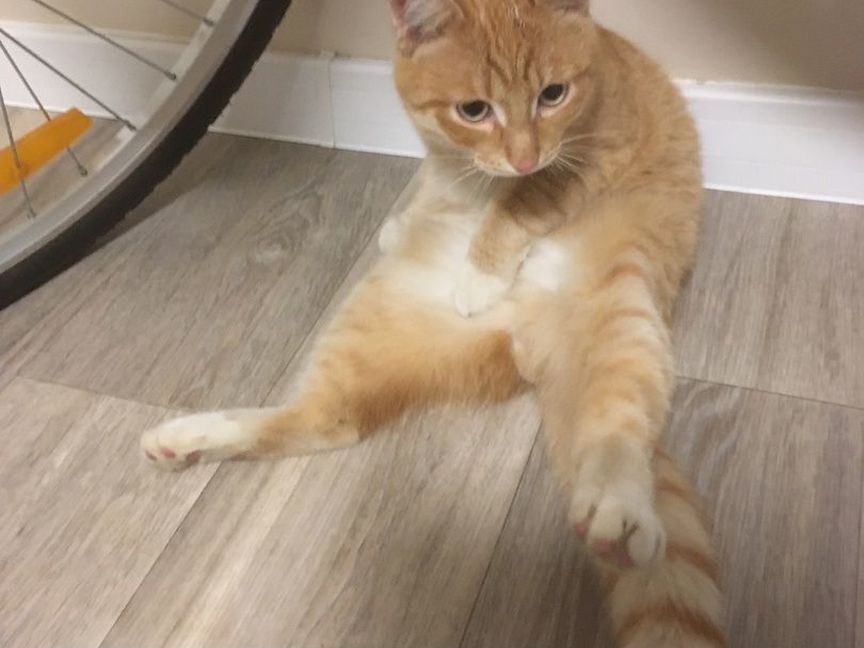 Найден котик