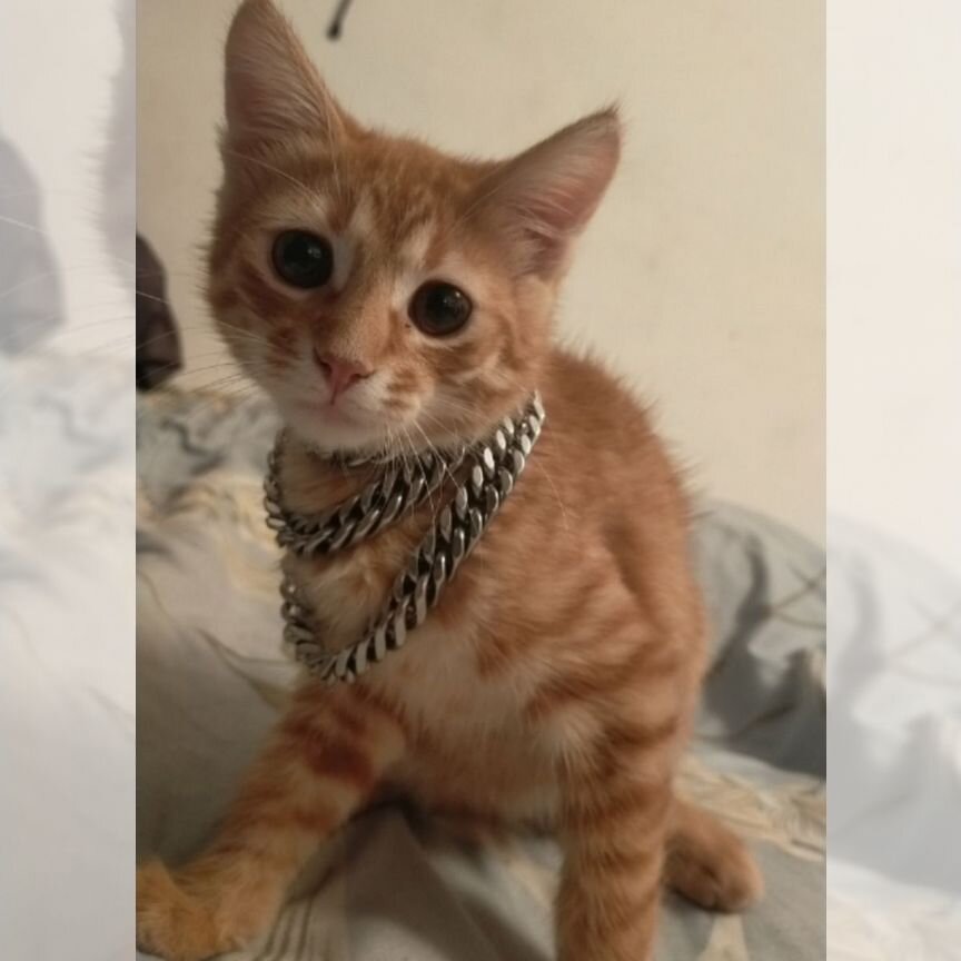 Кот