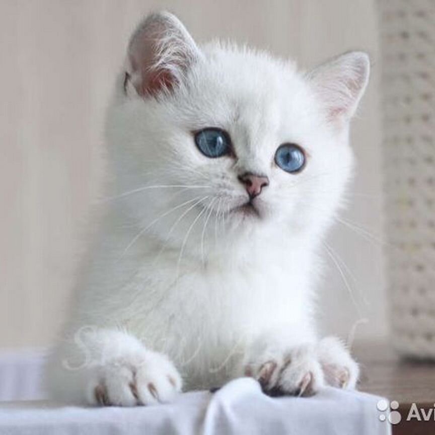 Британские котята
