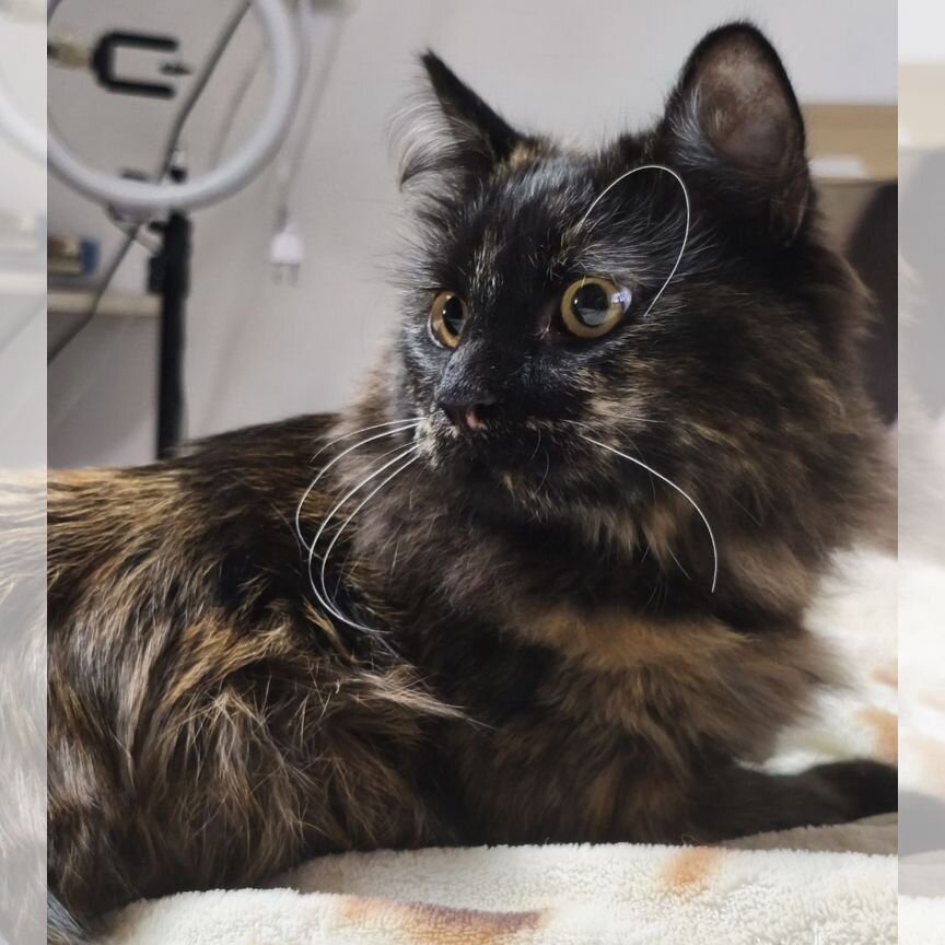 Курильский бобтейл длинношёрстный котёнок