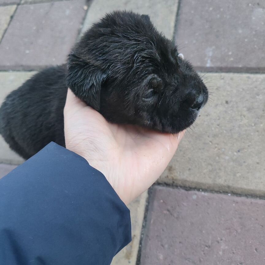 Щенки овчарки и питбуля