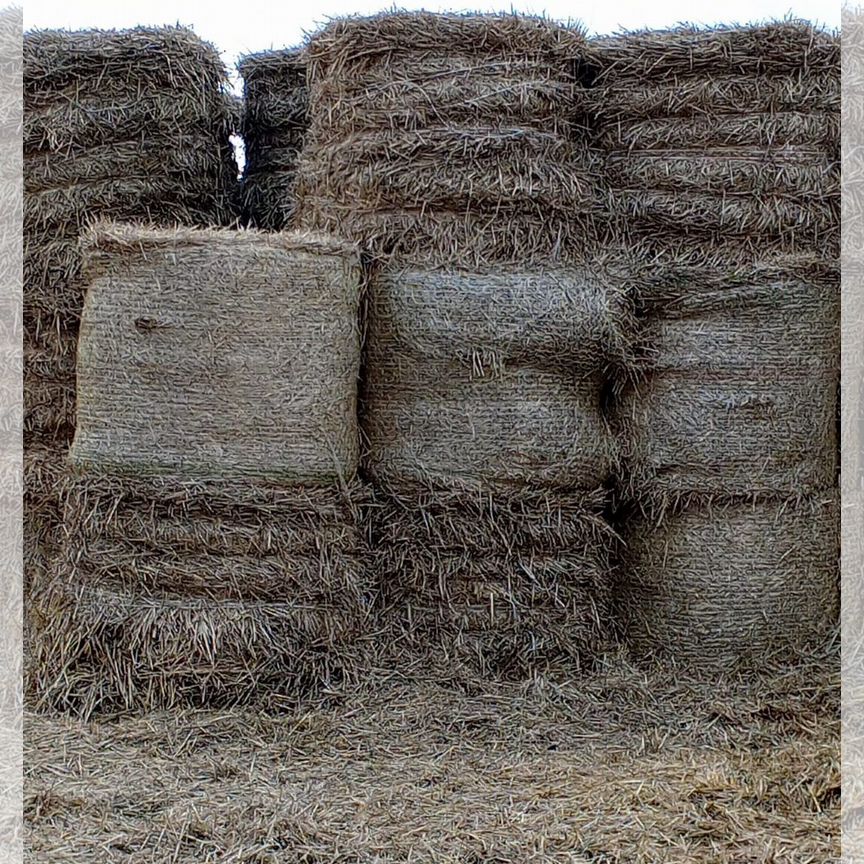 Солома пшеничная