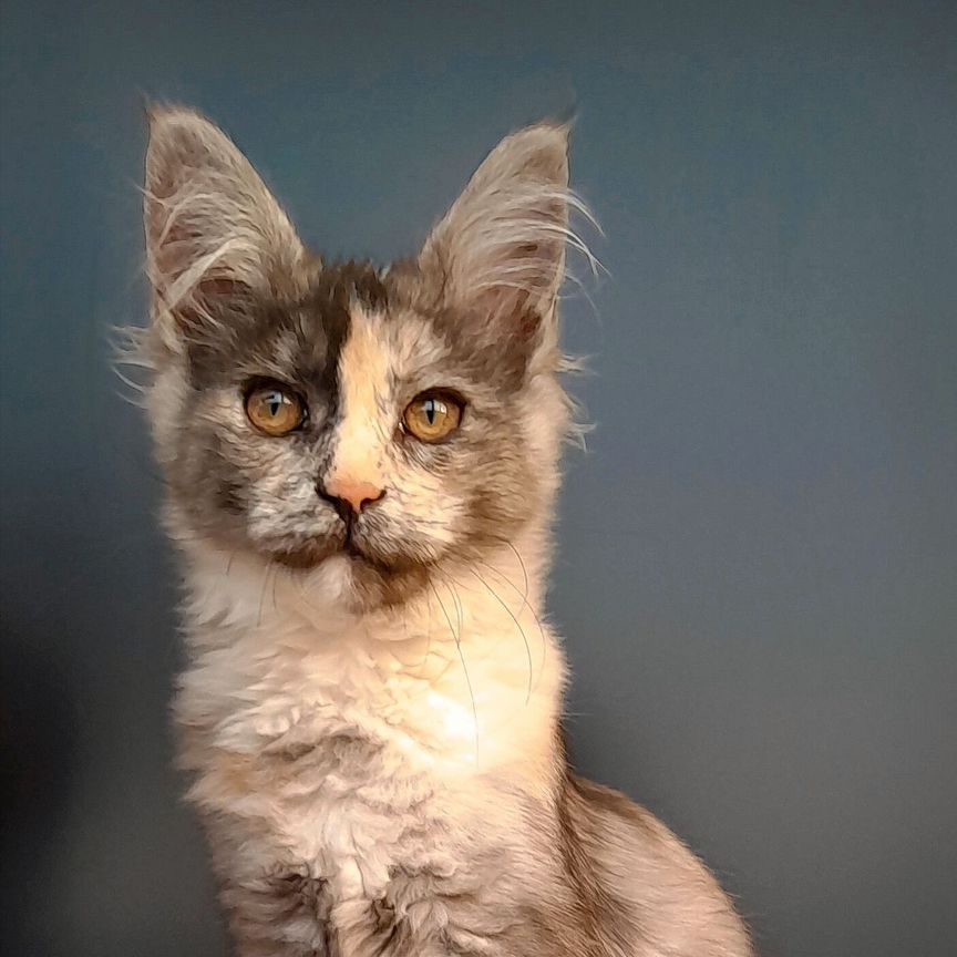 Снежная куночка