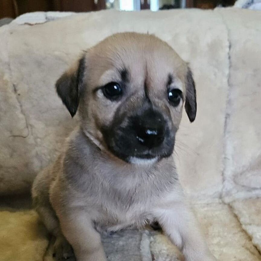 Щенок Кекс в добрые руки