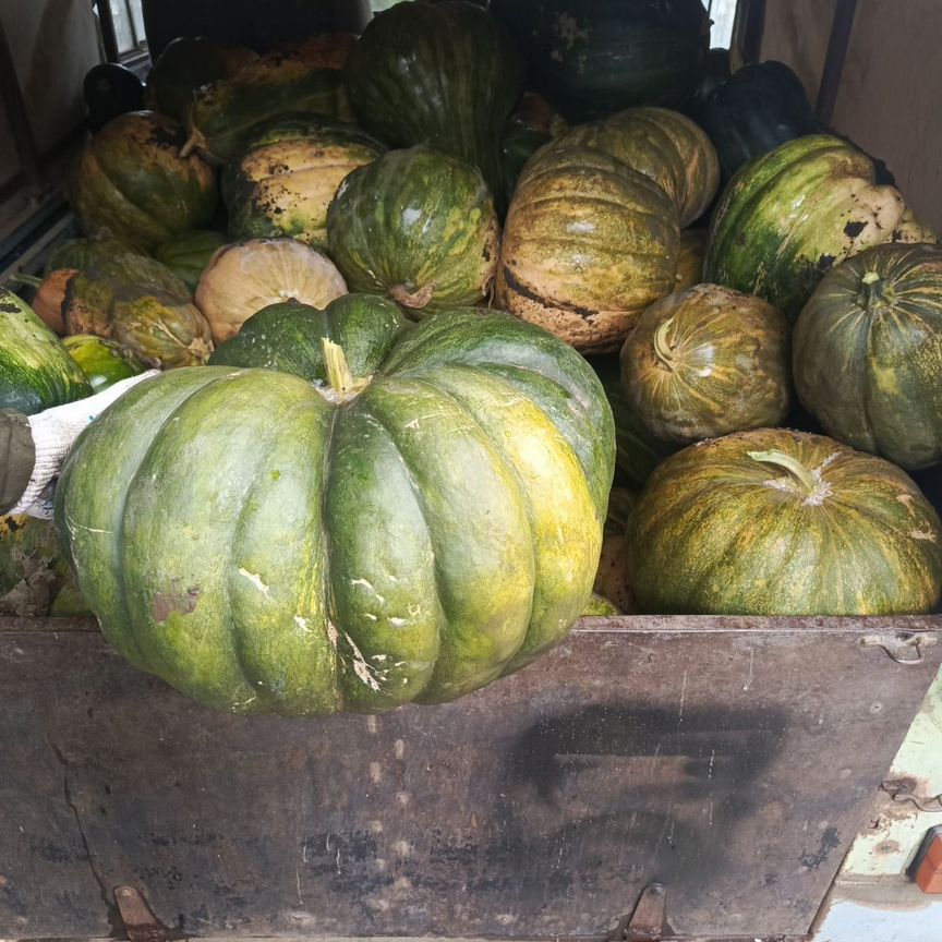 Тыква кормовая