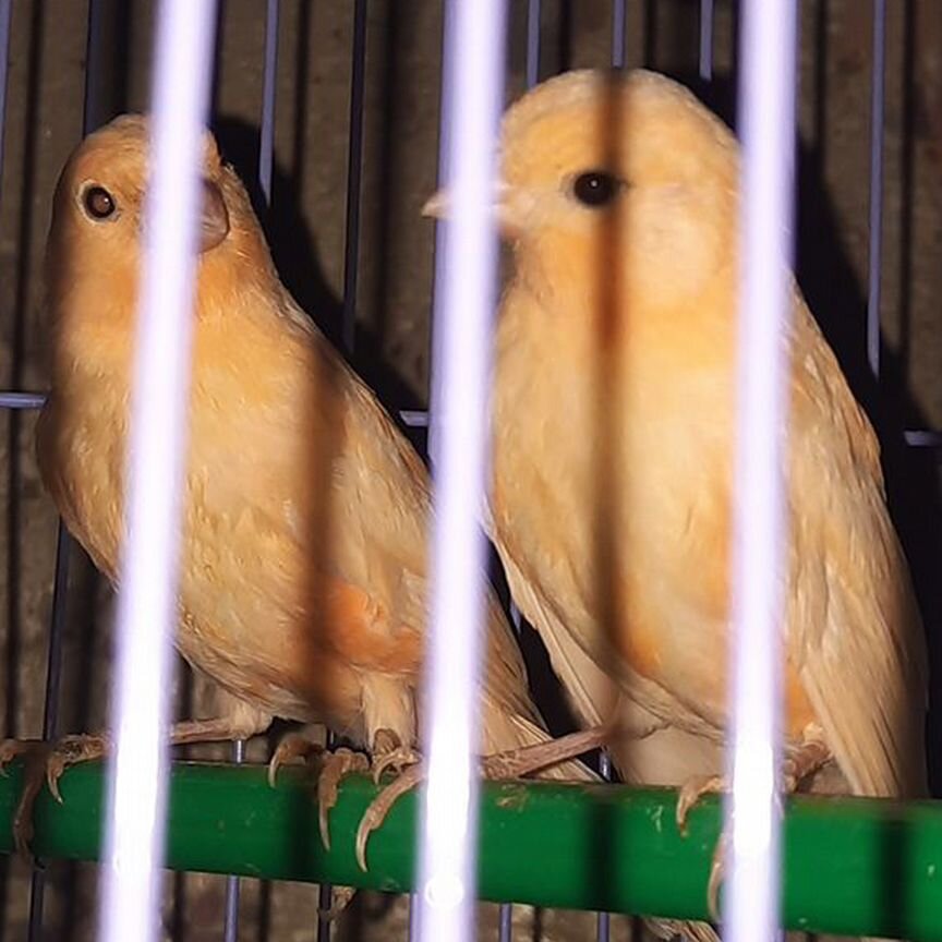 Канарейки - самочки