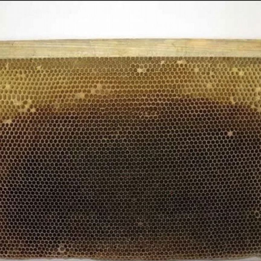 Сушь дадан коричневая