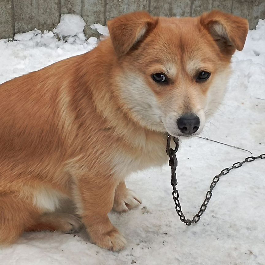 Маленькая собачка в добрые руки бесплатно