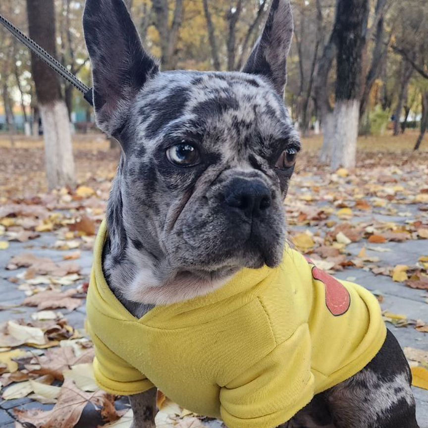 Французский бульдог, вязка