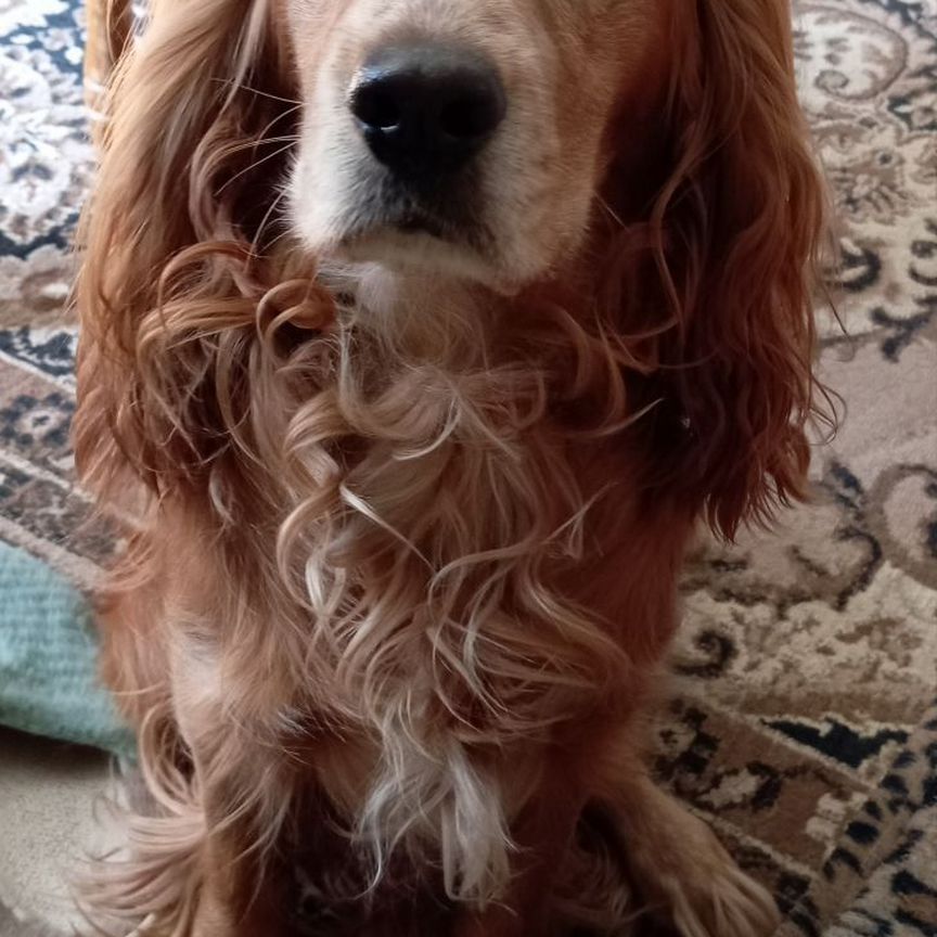 Кокер спаниель английский