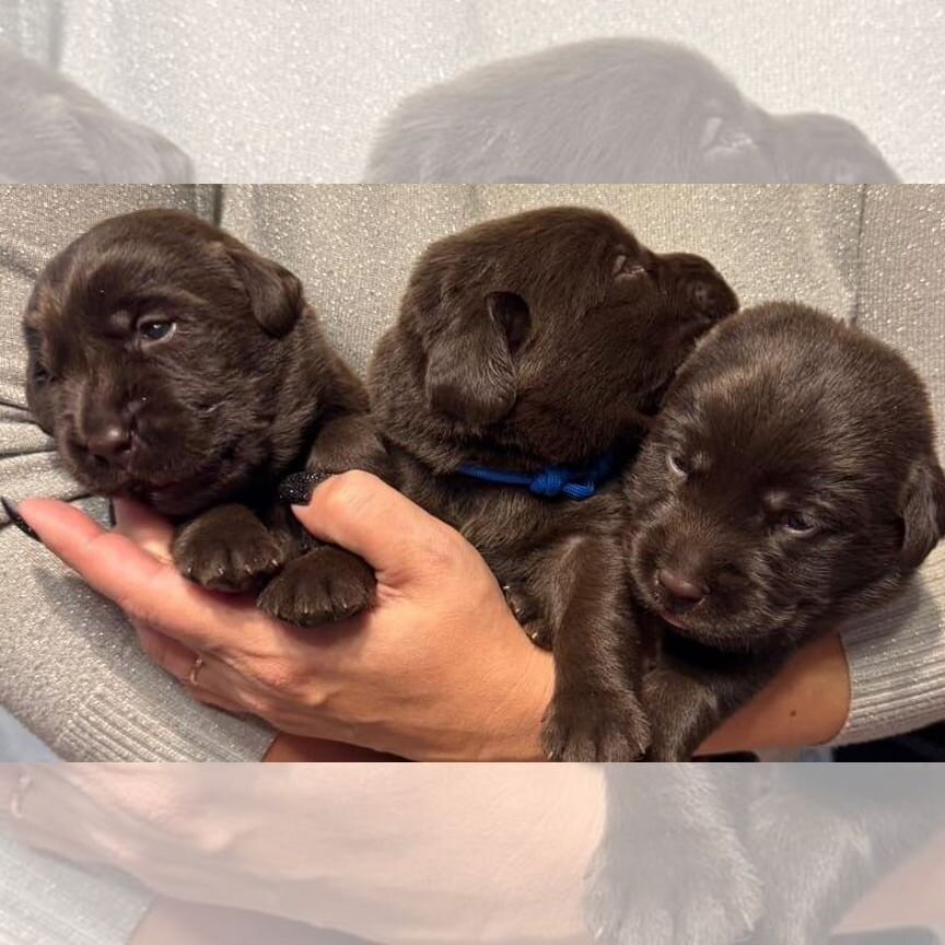 Лабрадор-ретривер, щенок