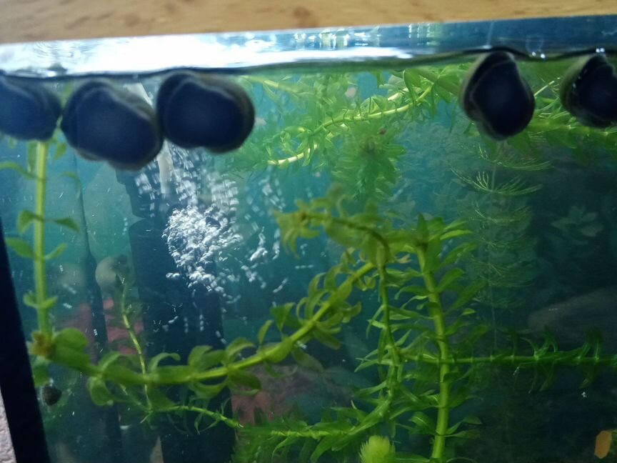 Улитки аквариумные ампулярии