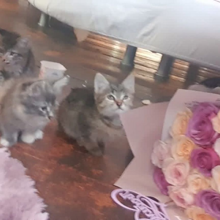 Котятки в добрые руки бесплатно