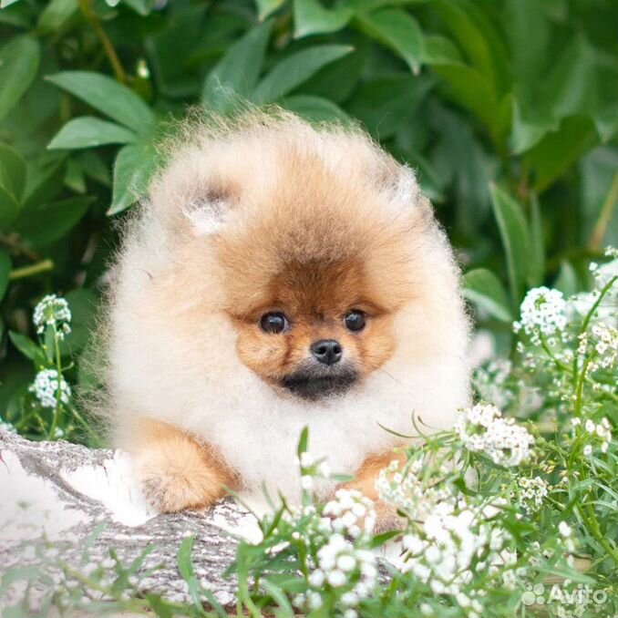 Крошечный мальчишка для любви и обожания